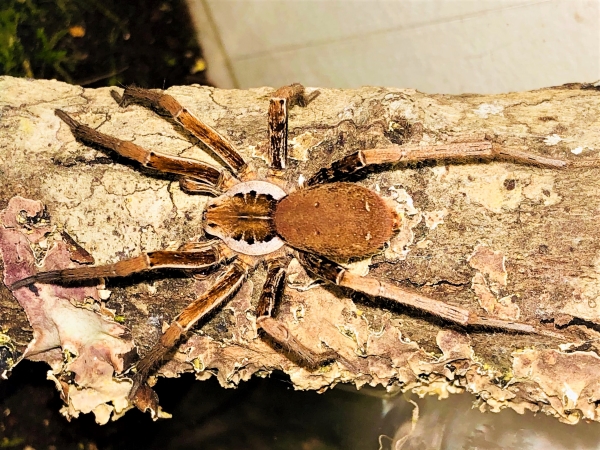 Other Invertebrates for Sale