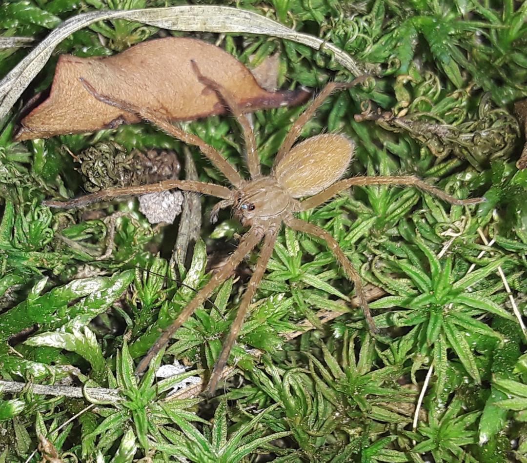Other Invertebrates for Sale