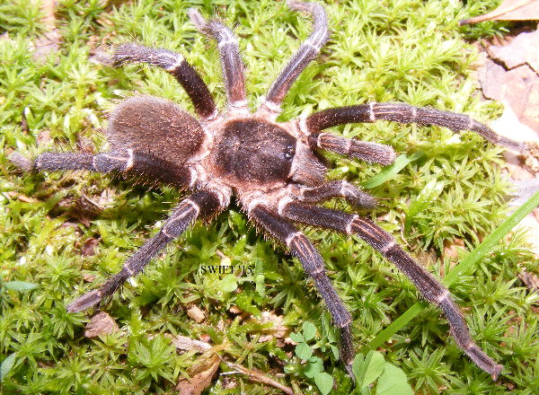 Tarantula Price List