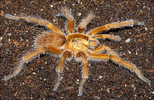 Tarantula Price List