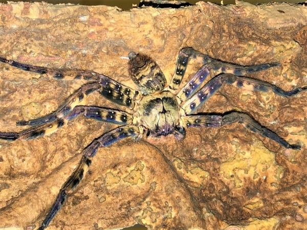 Other Invertebrates for Sale