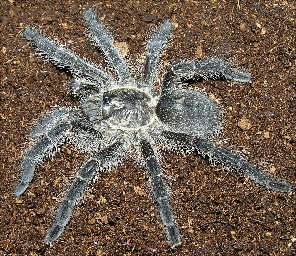 Tarantula Price List