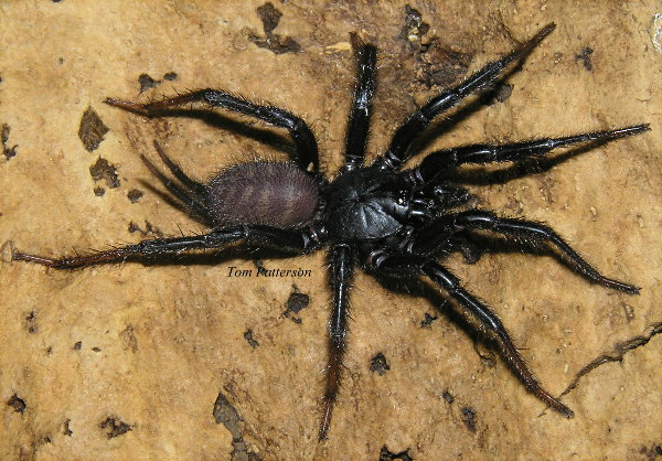 Other Invertebrates for Sale