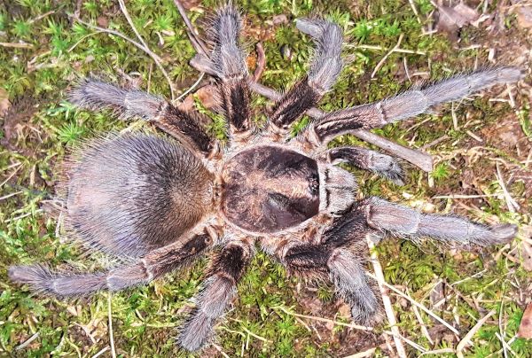 Tarantula Price List