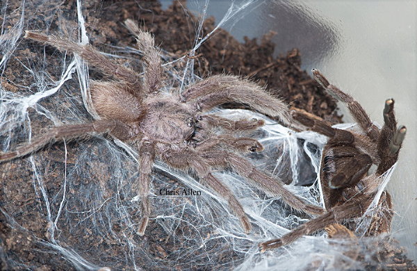 Tarantula Price List