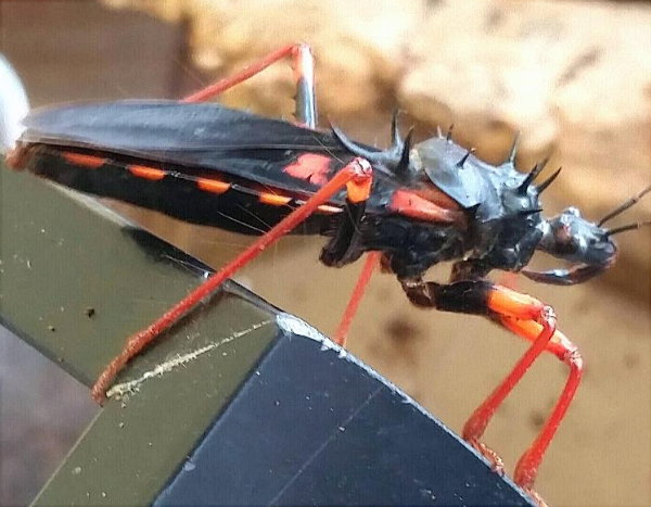 Other Invertebrates for Sale