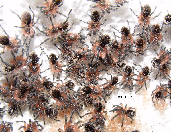 Help with P. parvula | Arachnoboards