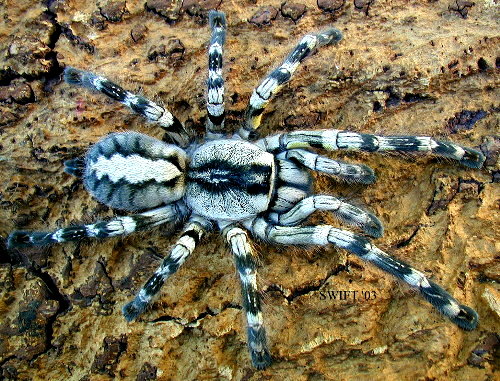 Tarantula Price List