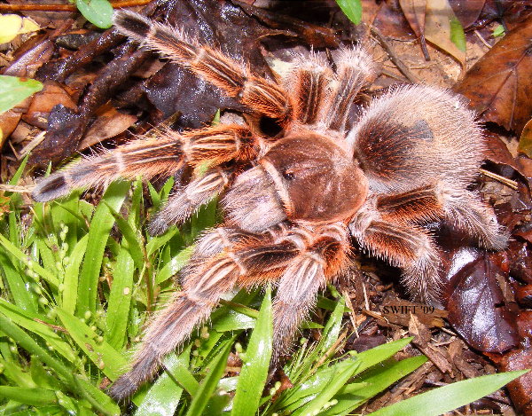 Tarantula Price List