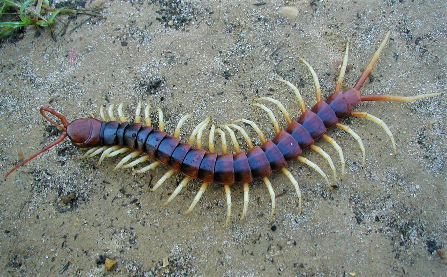 Centipede Price List