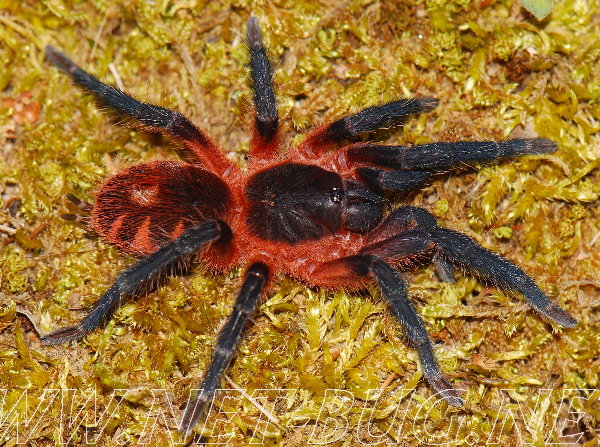 Tarantula Price List