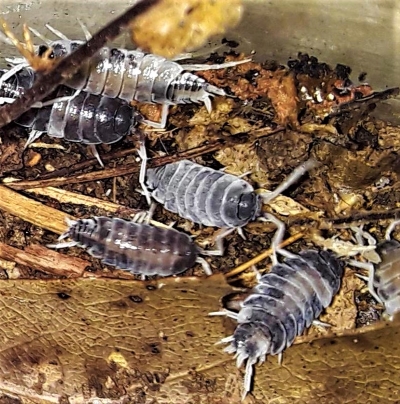 Other Invertebrates for Sale