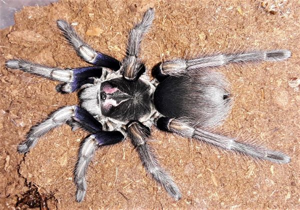 Tarantula Price List
