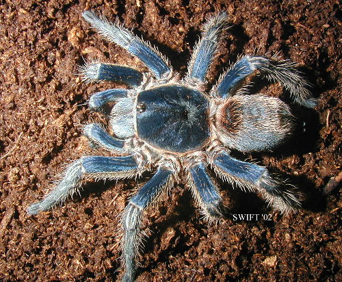 Tarantula Photo Gallery Page 2