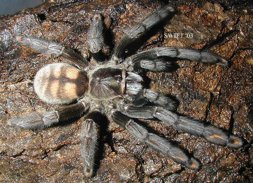 This pic, which sex is which? Are males the brighter ones? : r/tarantulas